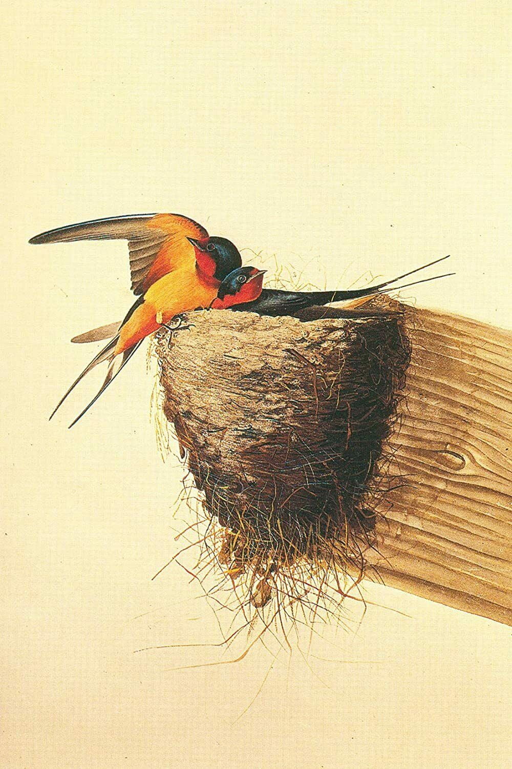 Barn Swallow-Audubon - CANVAS OR FINE PRINT WALL ART - Walmart.com