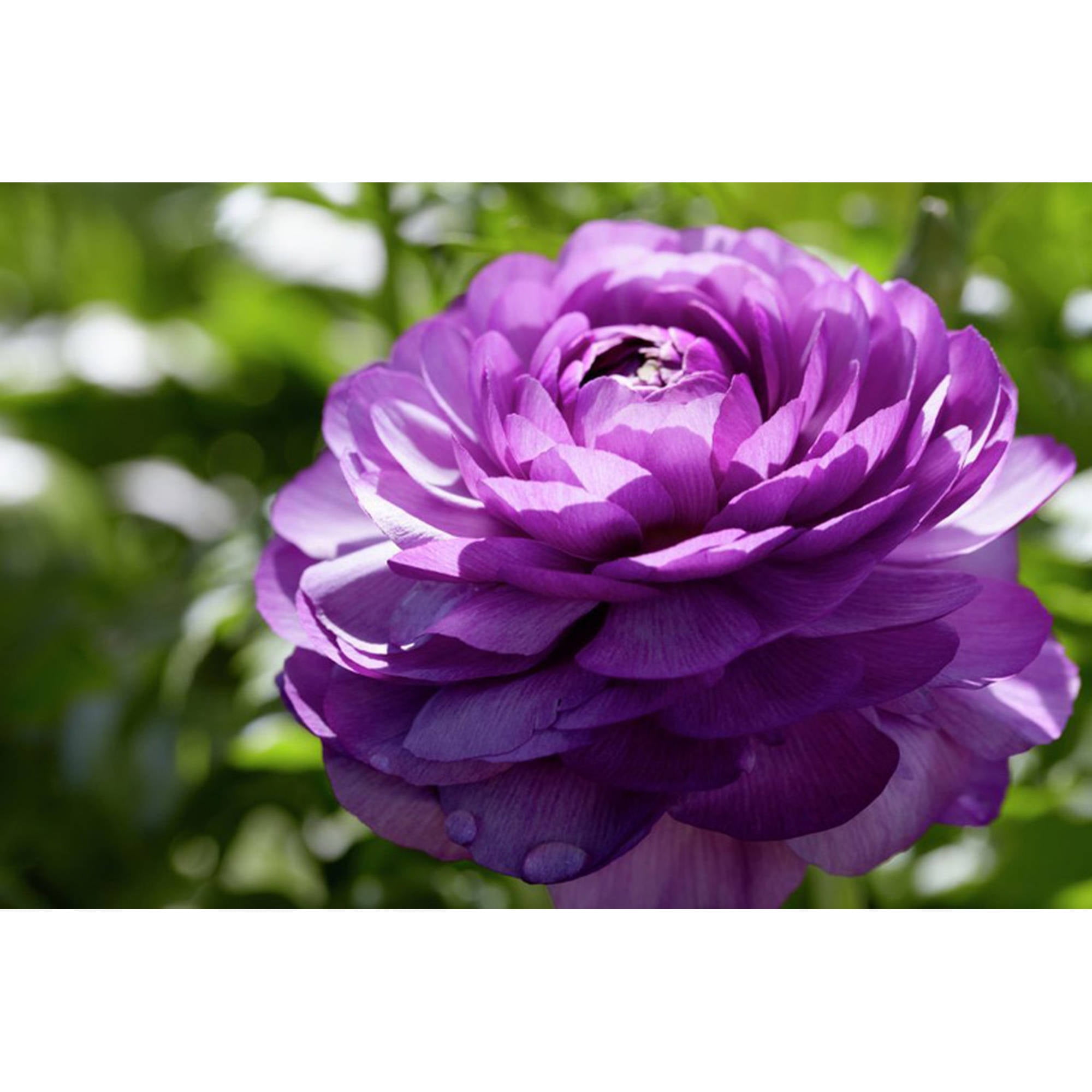 Van Zyverden Butter Cups, Ranunculus Double Purple, Set of 25 Bulbs ... Van Zyverden Butter Cups, Ranunculus Double Purple, Set of 25 Bulbs ...