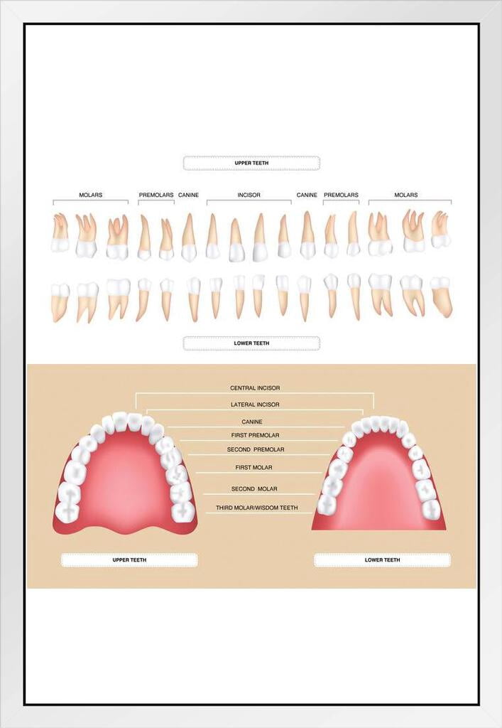 Human Dental Anatomy Permanent Tooth Diagram Educational Chart White ...