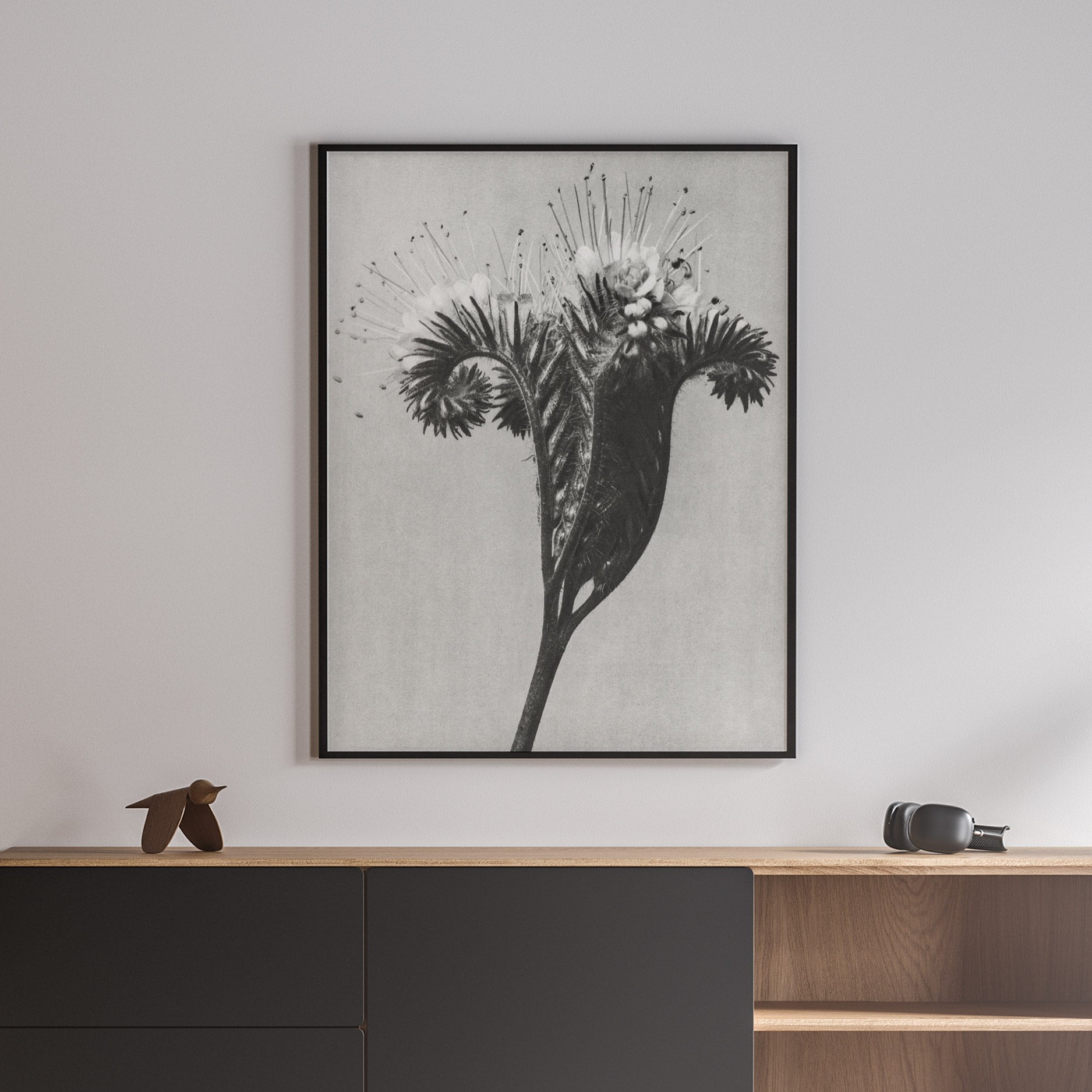 Phacelia Tanacetifolia - Lacy Phacelia - 1928 | Karl Blossfeldt ...