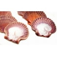 Set of 50: Mexican Flat Scallop Shells Seashells Large 3" Crafts ...