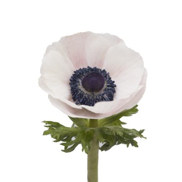 Anemones 60 Stems of Assorted Colors Farm Direct Fresh Cut Flowers by ...