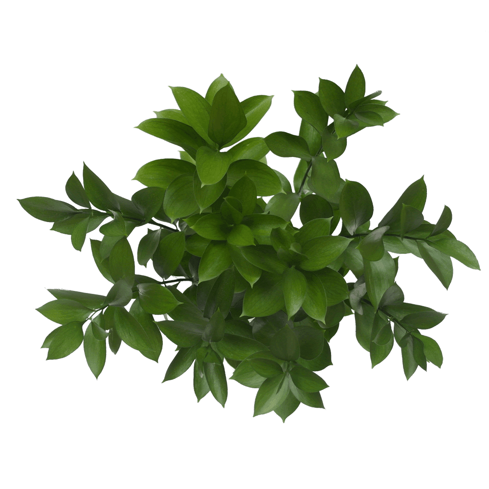 200 Stems of Ruscus Leaves- Beautiful Fresh Cut Flowers- Express ...