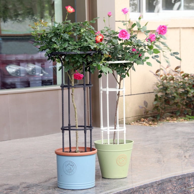 Umbrella Trellis Climbing Rose 15 Best Roses For Your Garden