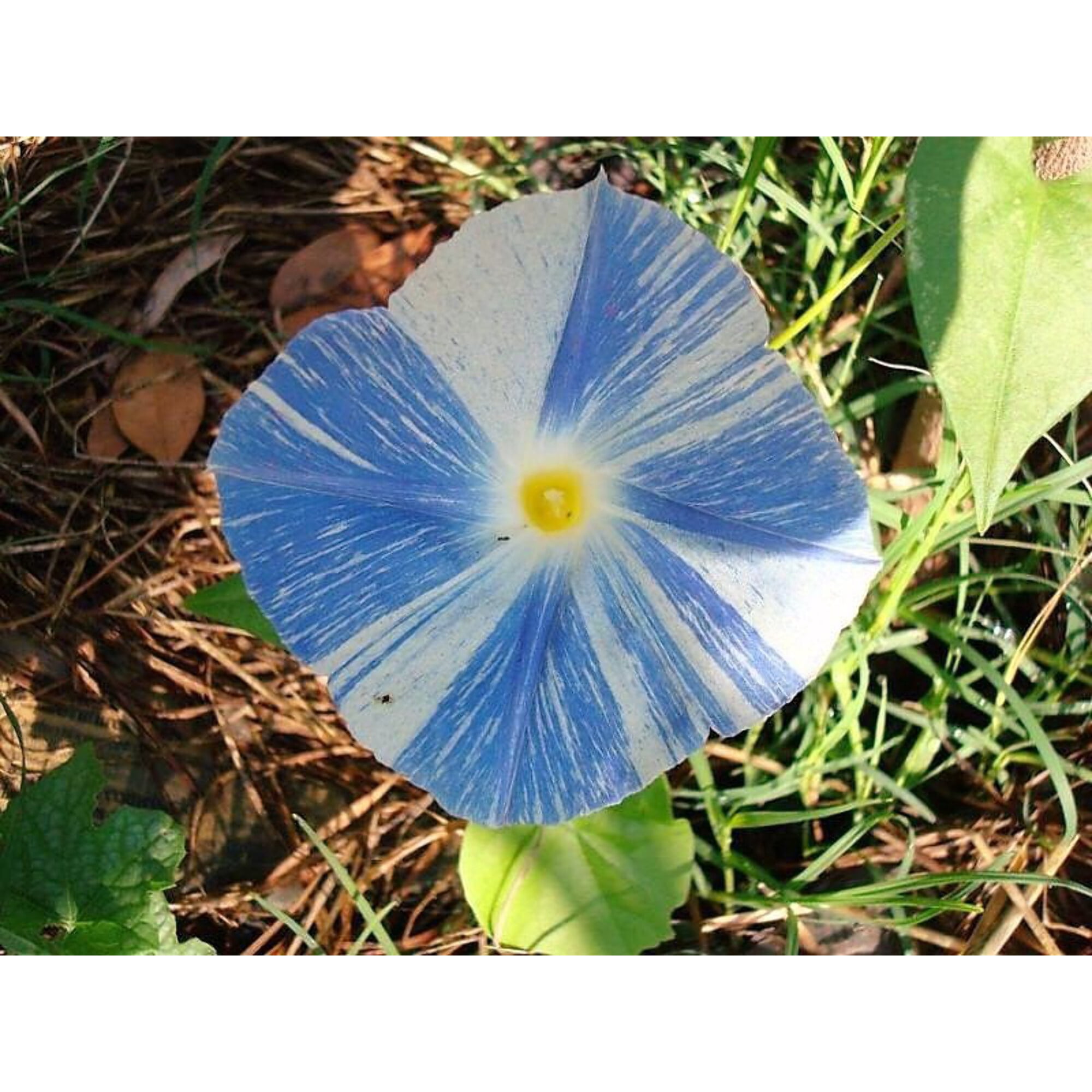 Click here for Seedville Usa 50 Blue & White Flying Saucers Morni... prices