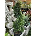 Eugenia Spiral Topiary - Live Plant in a 10 Inch Pot - Eugenia ...
