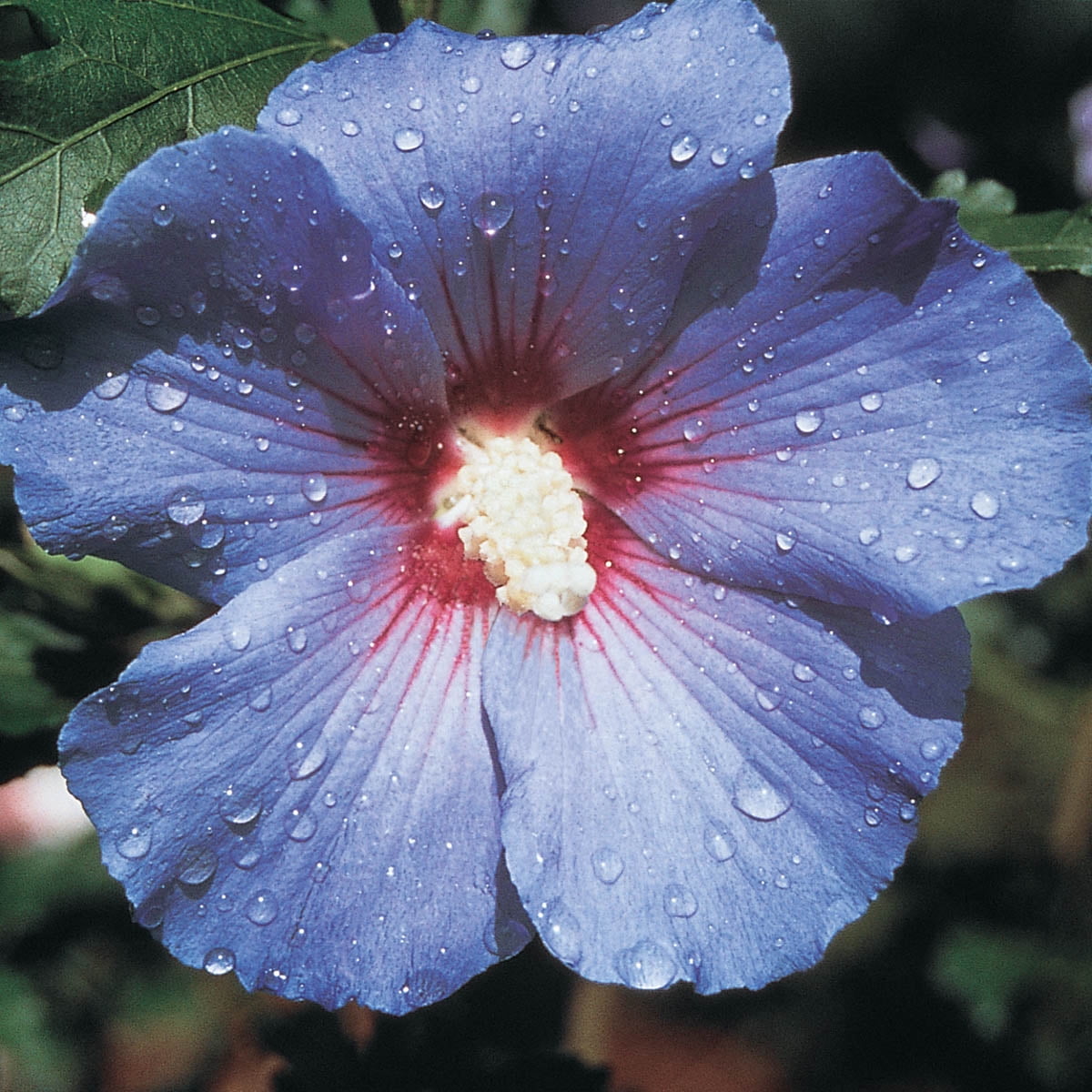 Bluebird Rose of Sharon Althea Dormant Bare Root Flowering Starter ...