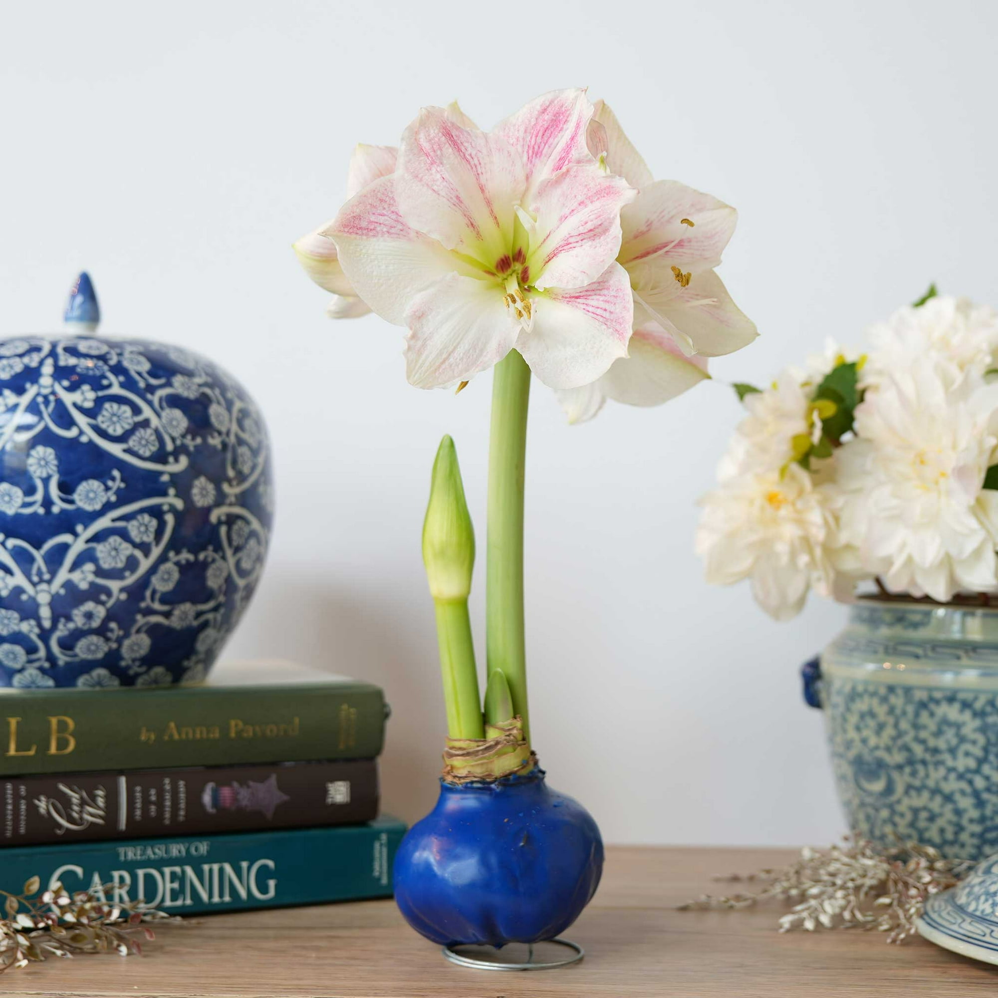 Blue Amaryllis Flower