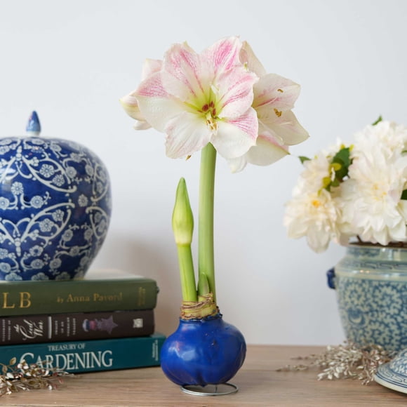 Waxed Amaryllis Bulbs