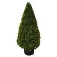 National Plant Network 3 gal Eugenia Cone Topiary 38" Live Shrub with ...