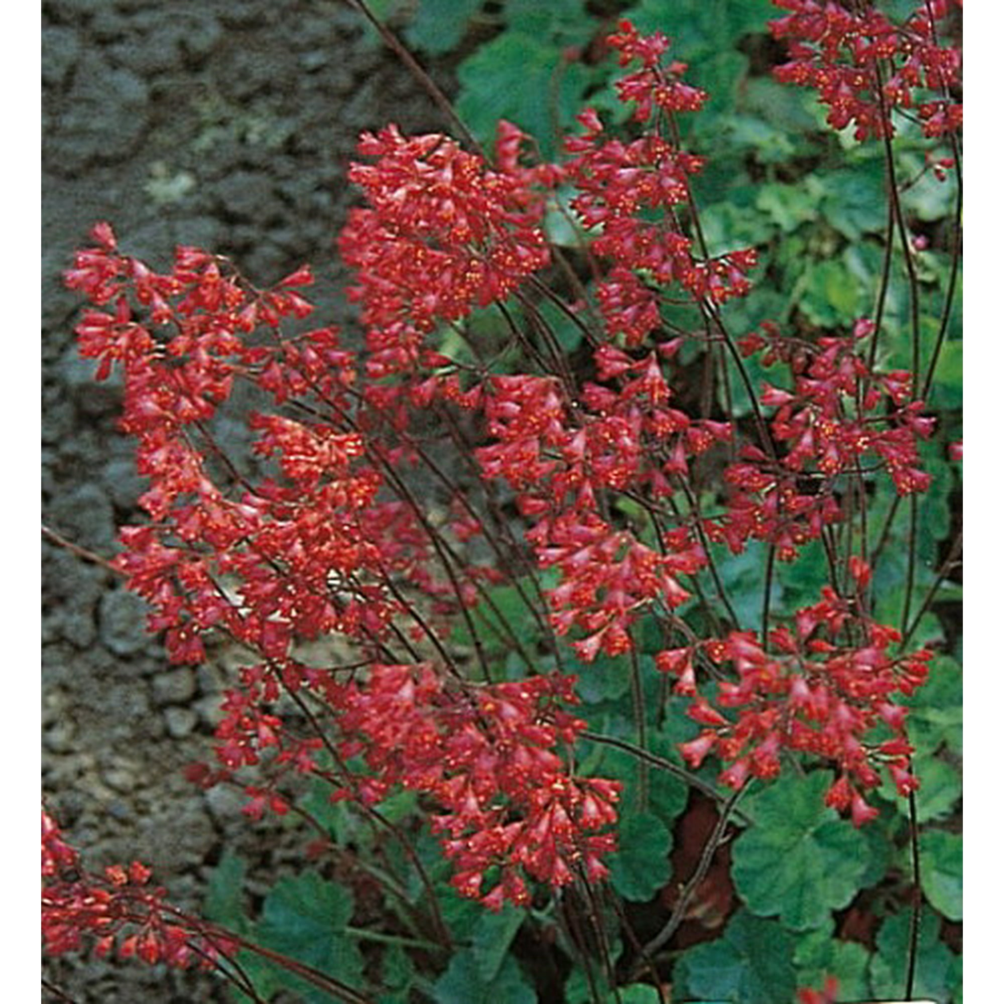Heuchera Sanguinea Firefly
