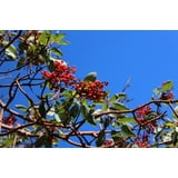 10 PACIFIC MADRONE TREE Bearberry Red Arbutus Menziesii Oregon Laurel ...