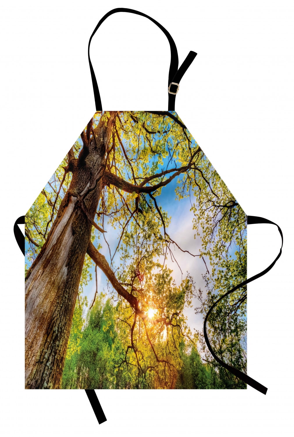 Forest Apron Vibrant Summer Season above Oaks Rural Angle Freshness Sky ...