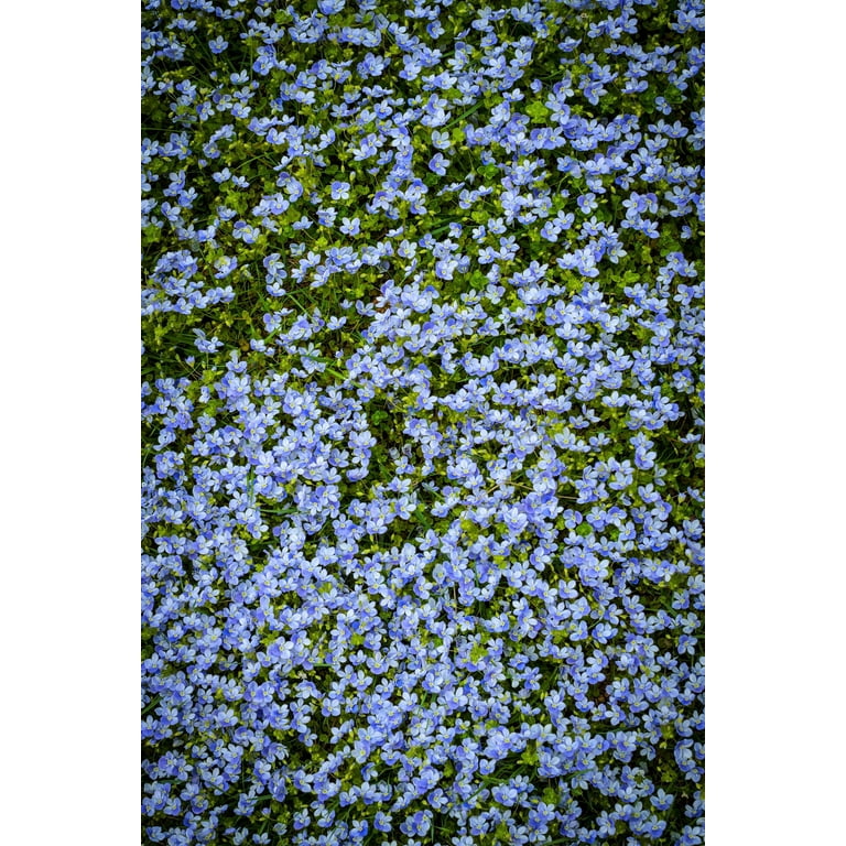 Creeping Speedwell Ground Cover