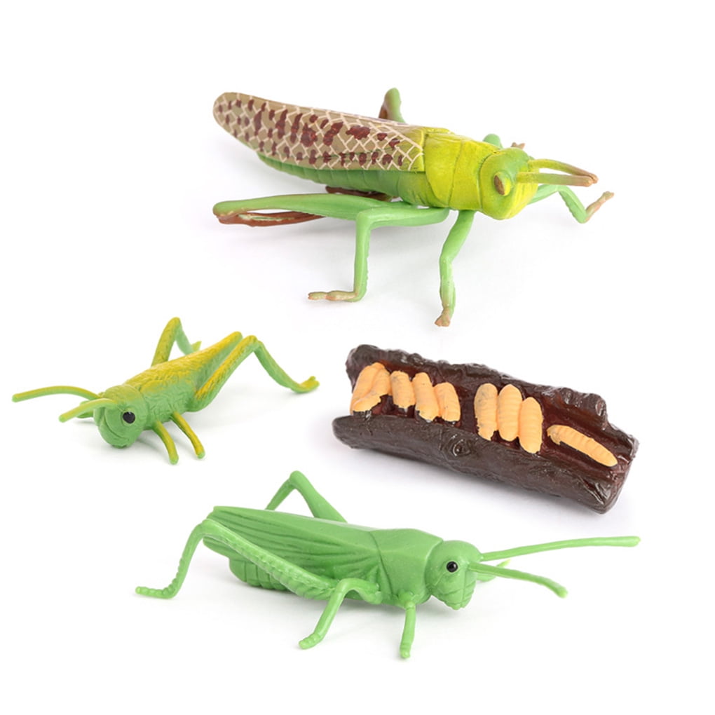 TureClos 1 Set Locust Life Cycle Kit Creative Early Educational Premium ...
