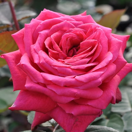 Heirloom Roses - Typhoo Tea Hybrid Tea Rose Bush - Red Rose Plants ...