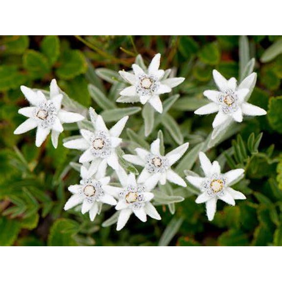 Edelweiss 100 Seeds - Leontopodium alpinum - Plant the Sound of Music ...