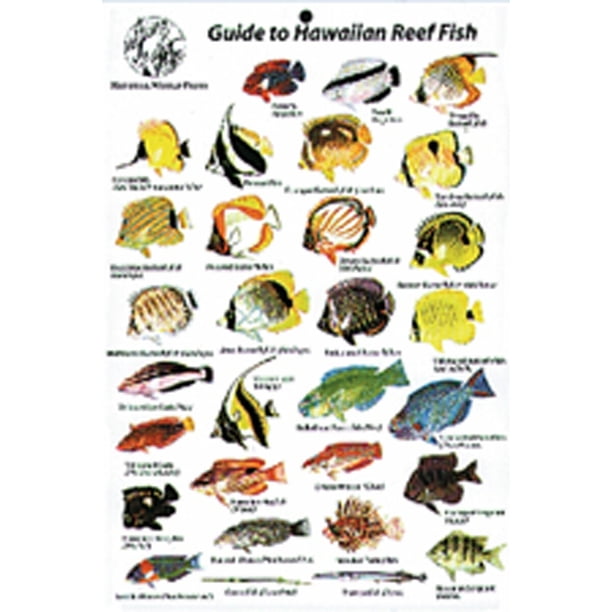 Guide to Reef Fish Hawaiian Islands ID Card Travel 6x9 BK12 - Walmart.com