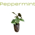 5 Herb Seedling Plug Size –Thyme, Sage, Oregano, Peppermint & Rosemary ...