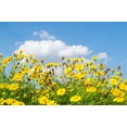 Seedville 1000 Dahlberg Daisy Flower Seeds, Yellow Gold Carpet ...