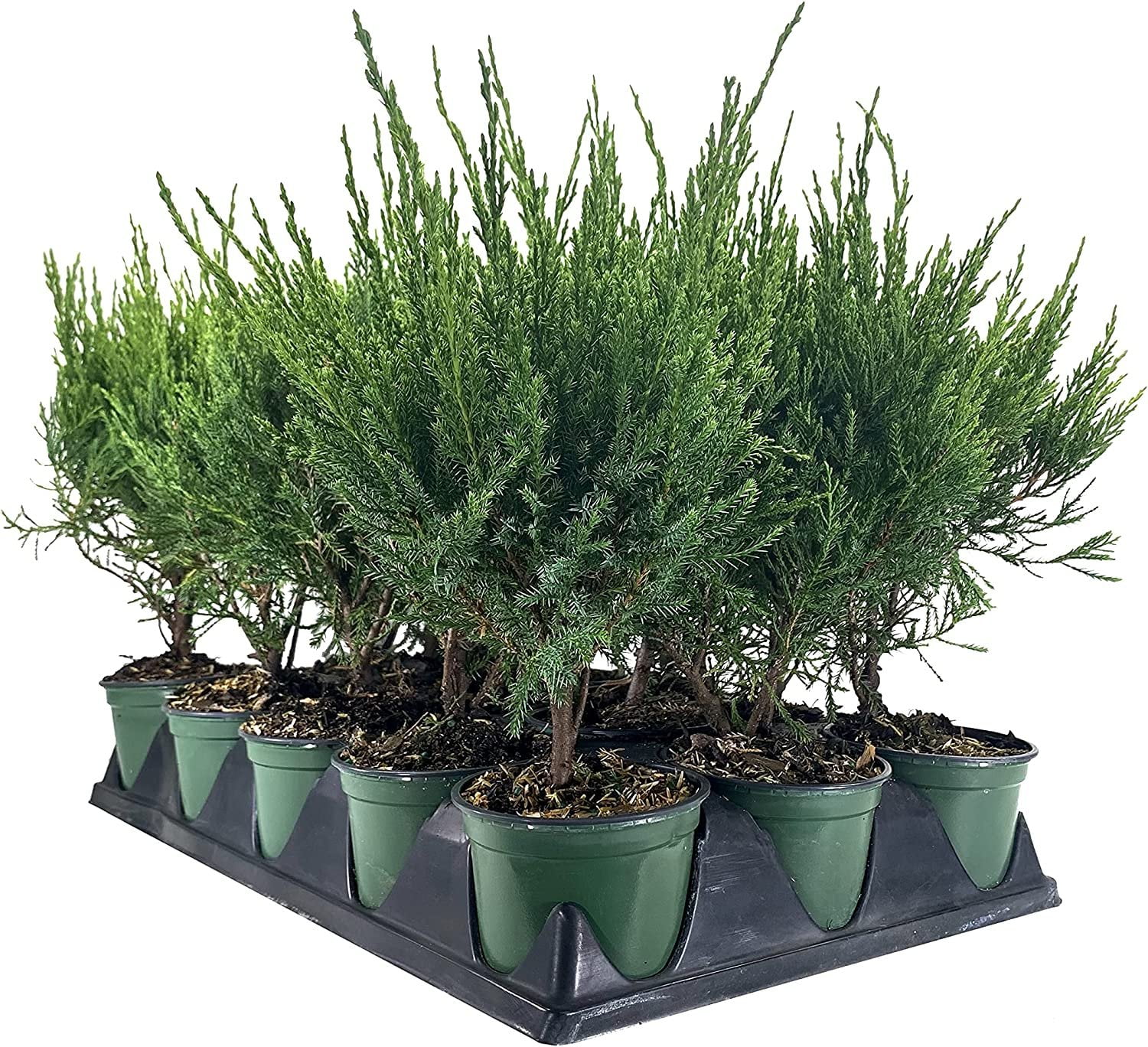 Sea Green Juniper - 15 Live 4 Inch Pots - Juniperus Chinensis - Drought ...