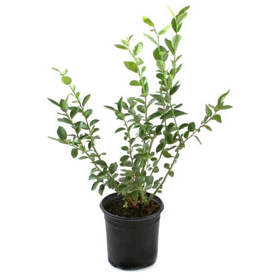 National Plant Network 1 gal Cypress 'Leyland' Live Shrub with Full ...