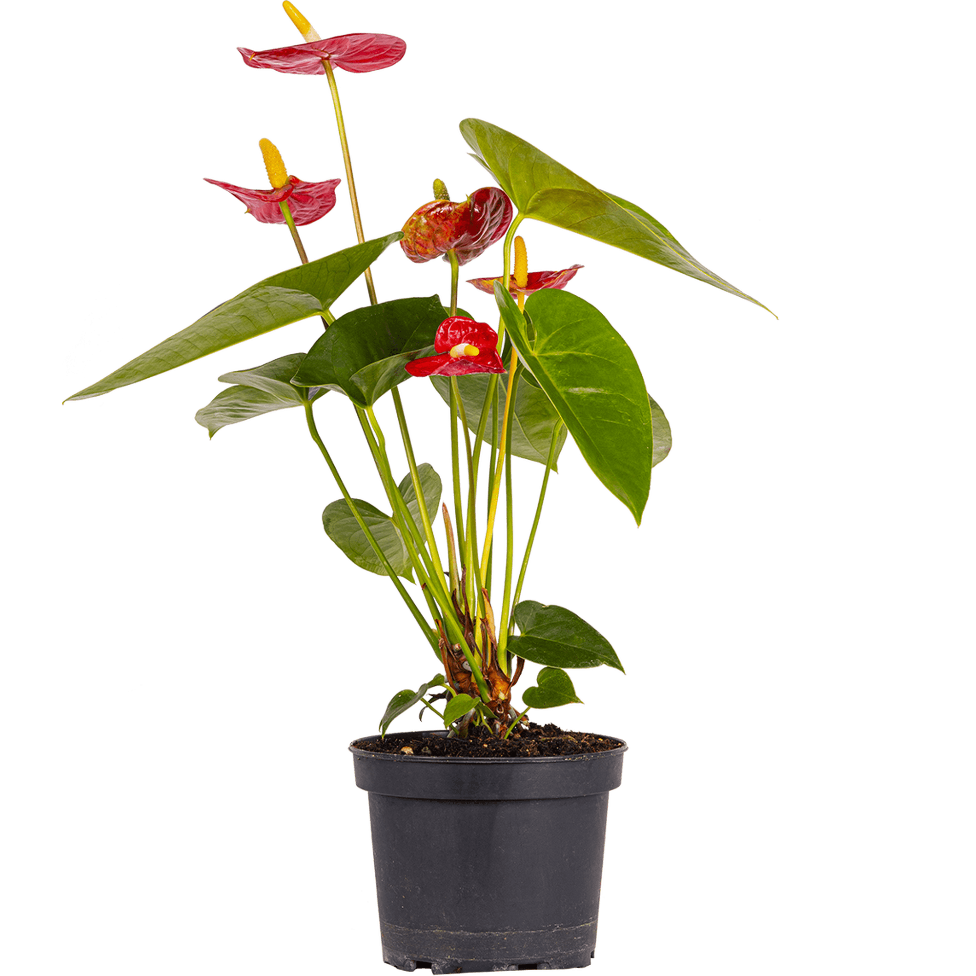 Click here for Plantsome Red Anthurium (M) Live Plants In 6 Growe... prices