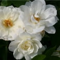 Heirloom Roses Live Iceberg Shrub Rose - White, Potted, Double Blooms ...