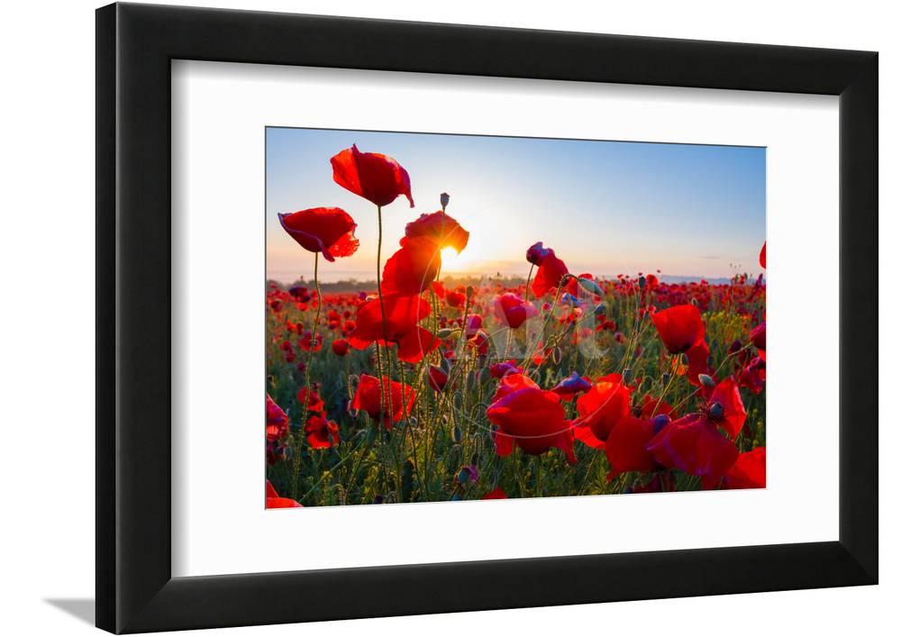 Early Morning Red Poppy Field Scene Framed Print Wall Art by Yuriy ...