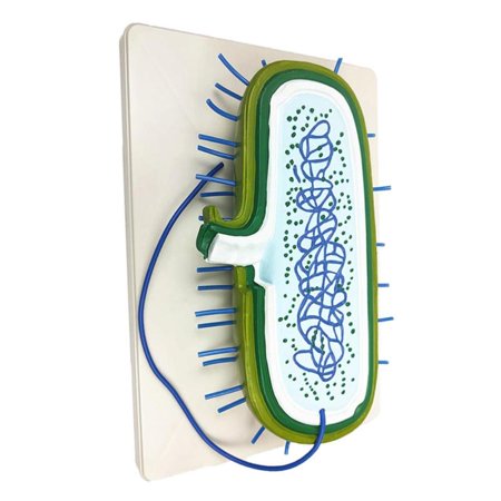 Specimen Making Germ Model Biological Laboratory Experiment Kids ...