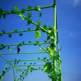GRASOLAR Large Grape Vine Support Arch Arbour Gazebo Trellis Rack ...