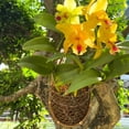 Handmade 100% Thai Bamboo 6 Inch Orchid Hanging Basket with Nursery ...