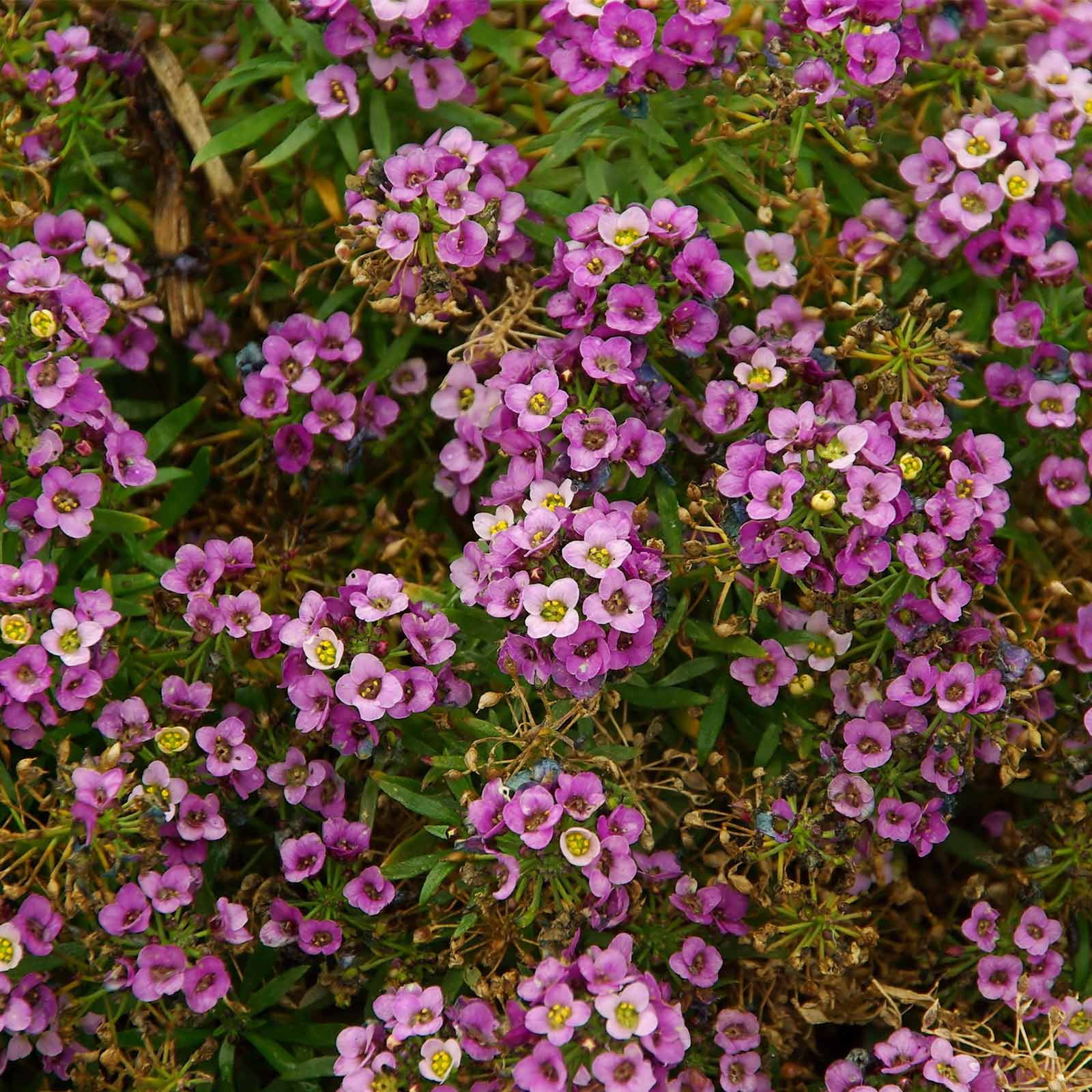 Alyssum Rosie O'Day Flower Garden Seeds - Approx 5000 Seeds - Annual ...