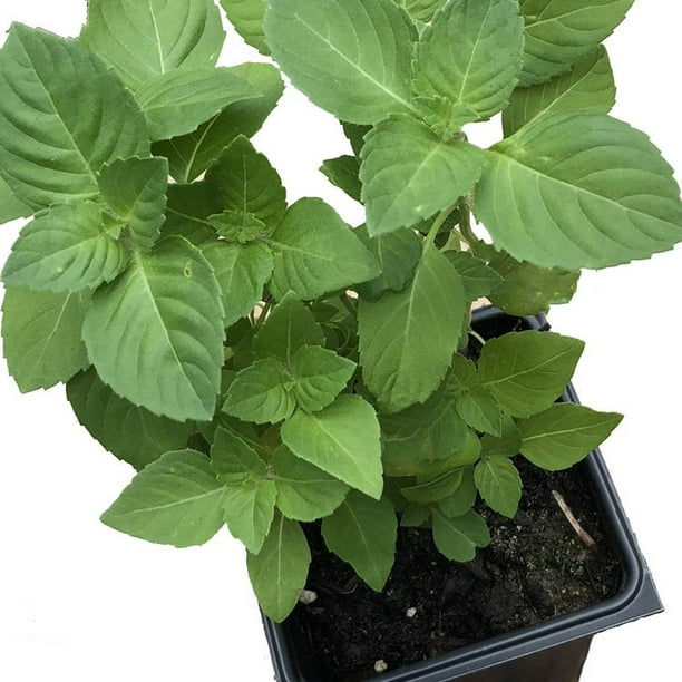 Basil, Holy Plant, (Ocimum basilicum 'Holy') 2.5 inch pot - Walmart.com