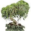 CZ Grain Money Tree Bonsai Fresh Cutting Indoor Dwarf Weeping Willow ...