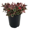 Biblical Purple Prince St. Joseph's Coat Plant - Alternanthera - 2.5 ...