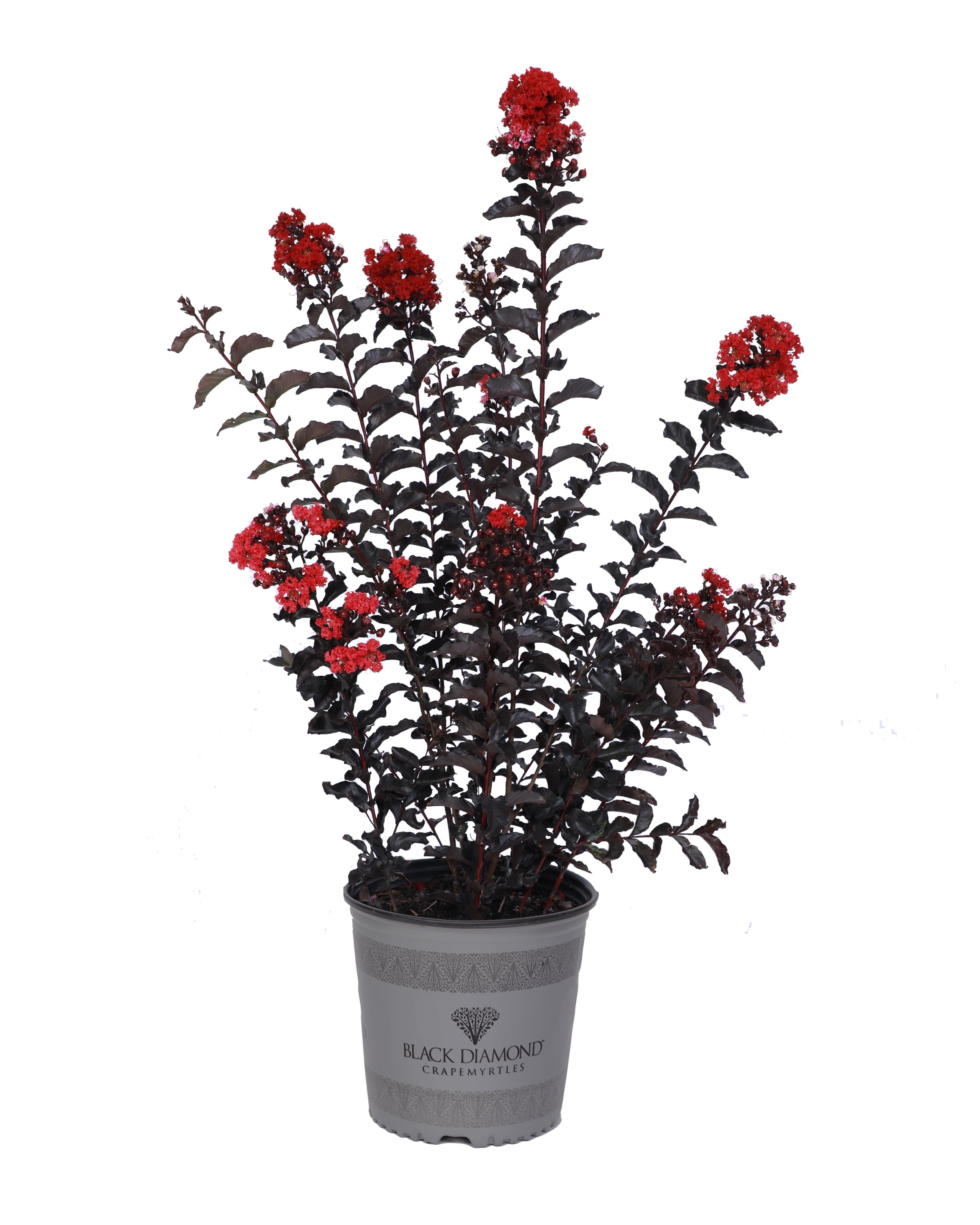 Buy 2Gal. Best Red Deciduous Ornamental Crape Myrtle Tree Online at ...
