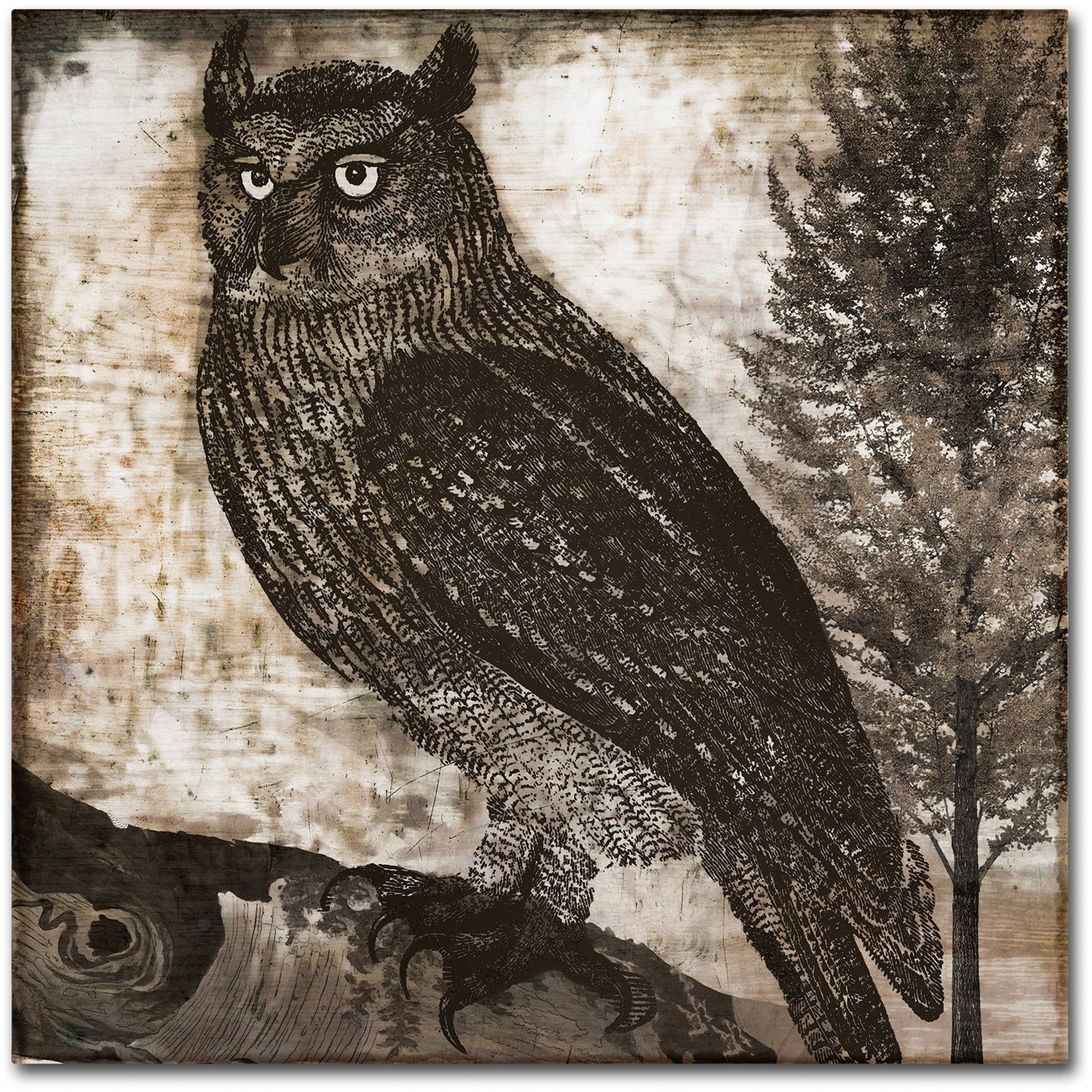Trademark Fine Art "Owl 2" Canvas Art by Color Bakery - Walmart.com