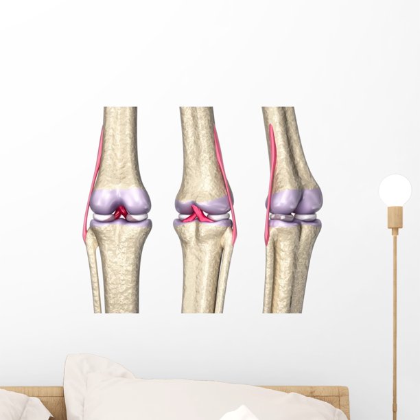 Knee Joint Anatomy 3D Wall Mural Decal Sticker, Wallmonkeys Peel ...