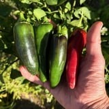 Plant Good Seed Megatron F1 Jalapeno Pepper Seeds for Planting: Jumbo ...