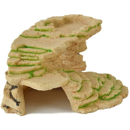 Turtle Hides, Hidden Reptiles, Lizards Hide Caves, Humid Habitat ...