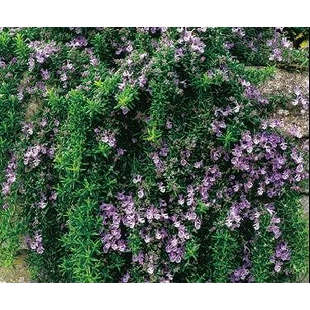 Trailing Flowering Plants