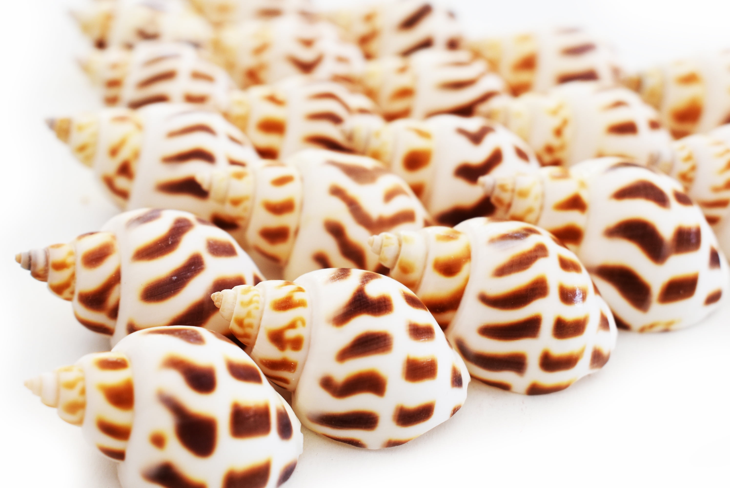 Set of 24 Babylonia Areolata Shells Seashells (1-1.5" / Opening Size: 3 ...