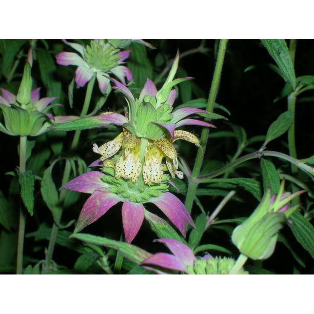 100 SPOTTED BEE BALM Monarda Punctata Flower Herb Horesemint Dotted ...