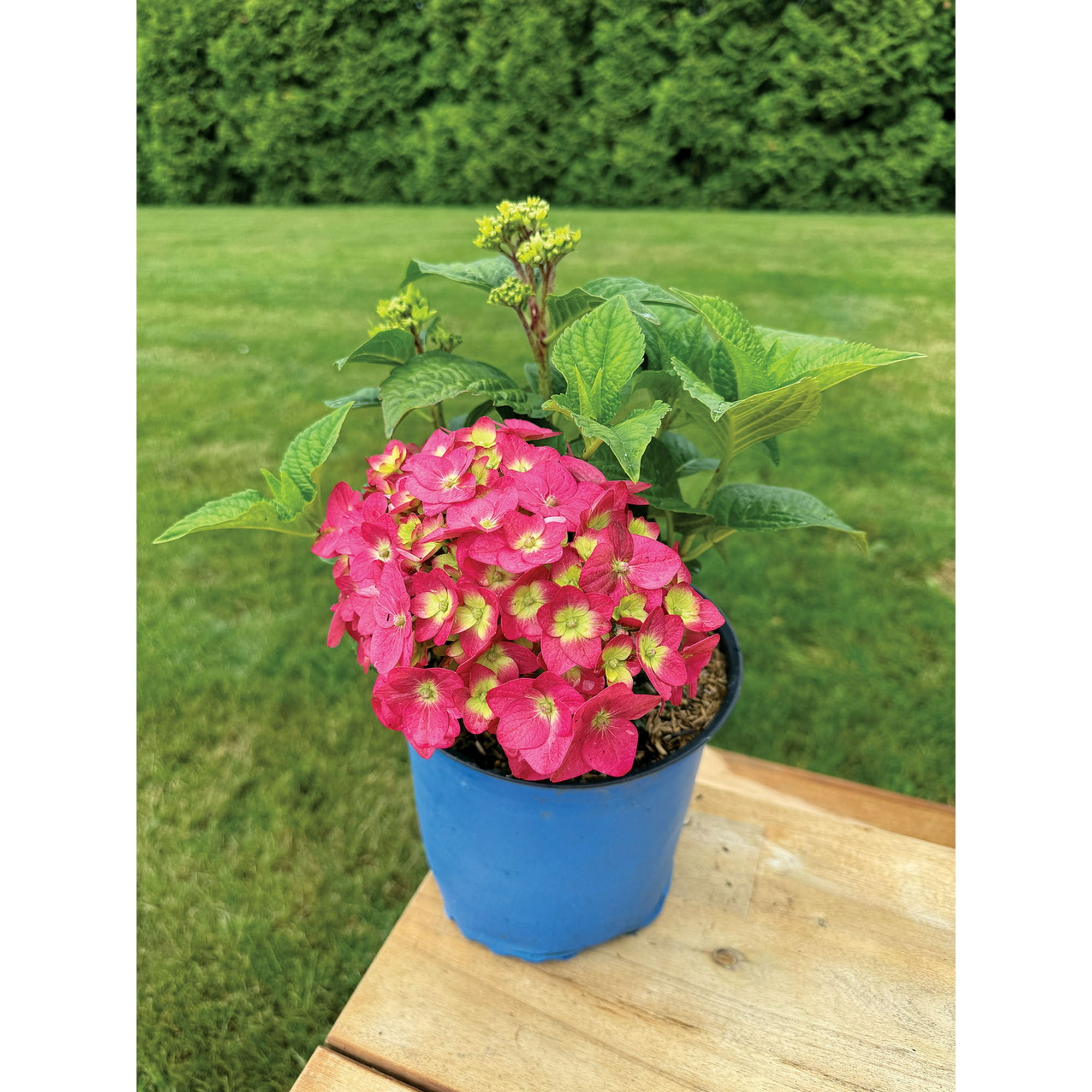 Click here for J C Bakker 8in Hydrangea 8 prices