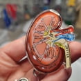 Anatomical Kidney Badge Reel: Nurse, Dialysis, Nephrology ID Holder ...