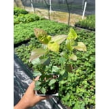3 Reka Blueberry Plants in a 3.5"---Ready For Planting!!! - Walmart.com