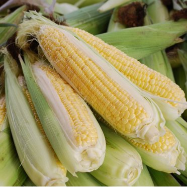 Honey Select Hybrid Triplesweet Corn Garden Seeds (Treated) - 1 Lb ...