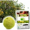 Serendipity Seeds Kadam Tree 20 Plant Seeds, Beautiful foliage and ...