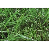 Rapid Repair Pods 12-Pack 7 In./Pod Grass Patch & Repair 300017 ...